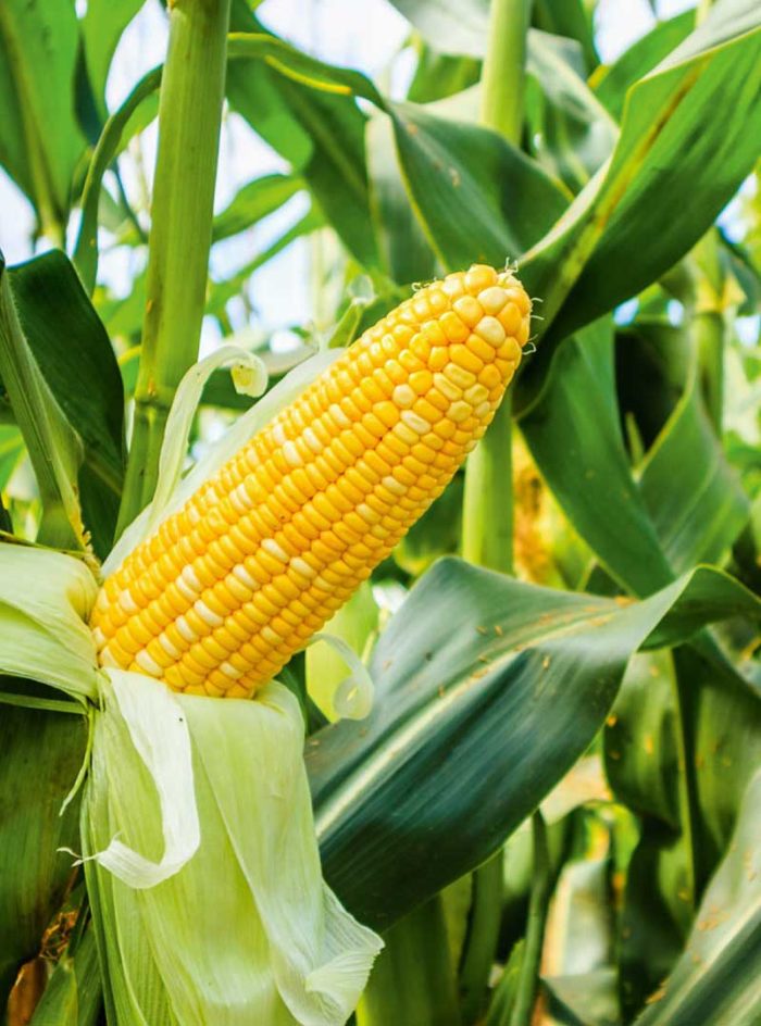 Karoboksylan K - SMP Agro